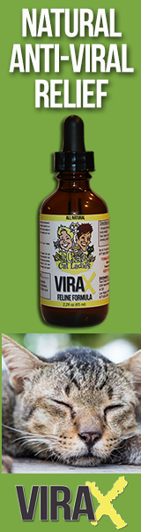 Our Blog | Two Crazy Cat Ladies