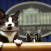Nominate My Cat for President - Two Crazy Cat Ladies