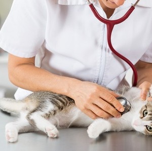 Feline Idiopathic Cystitis (FIC) and Stress | Two Crazy Cat Ladies