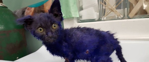 Smurf The Kitten Who Was Dyed Purple And Used As A Chew Toy