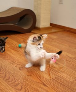 Bouncy Tail Balls! - Two Crazy Cat Ladies