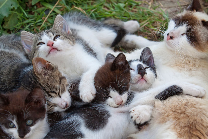 How Many Cats Is Too Many Cats Two Crazy Cat Ladies