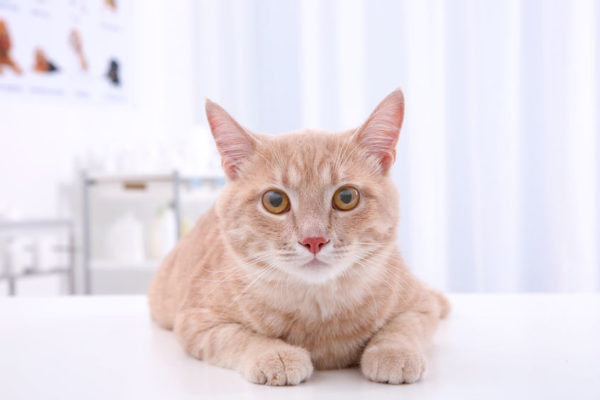 How To Help A Cat With Seborrhea - Two Crazy Cat Ladies