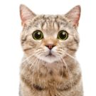 Burns In Cats - Two Crazy Cat Ladies