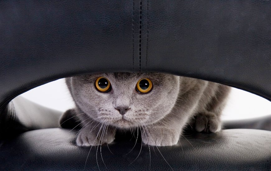How To Spot The Signs Of Cat Stress - Two Crazy Cat Ladies