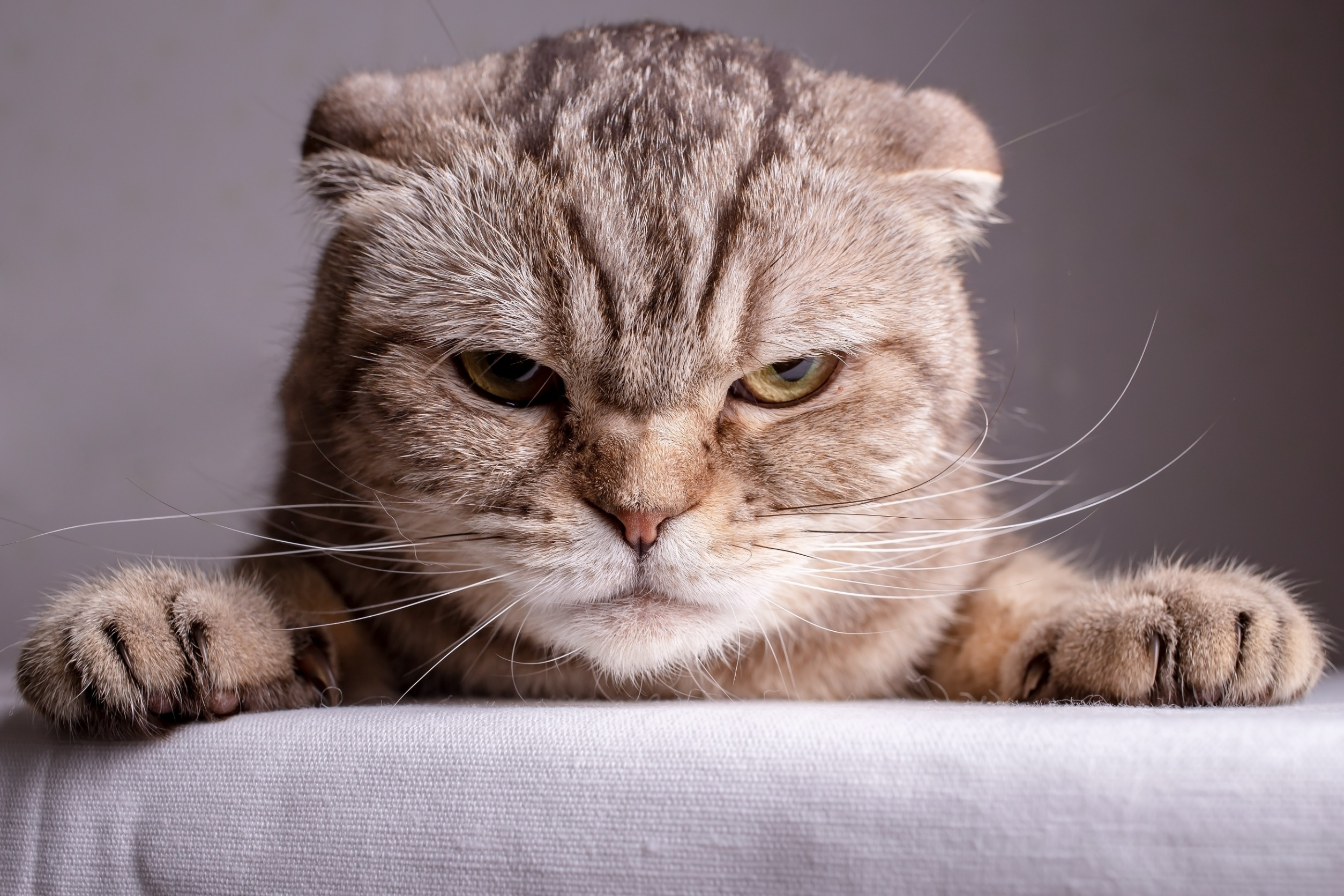 Aggression – Cat Symptom - Two Crazy Cat Ladies
