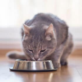 Cat Symptom Checker - Two Crazy Cat Ladies