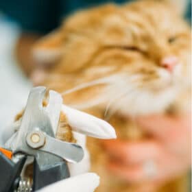 Cat Symptom Checker - Two Crazy Cat Ladies