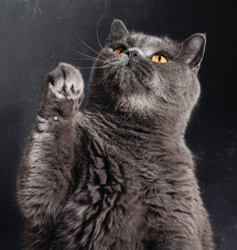 Cat Symptom Checker - Two Crazy Cat Ladies