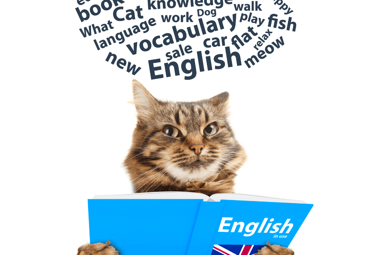 Do Cats Understand Human Language? - Two Crazy Cat Ladies