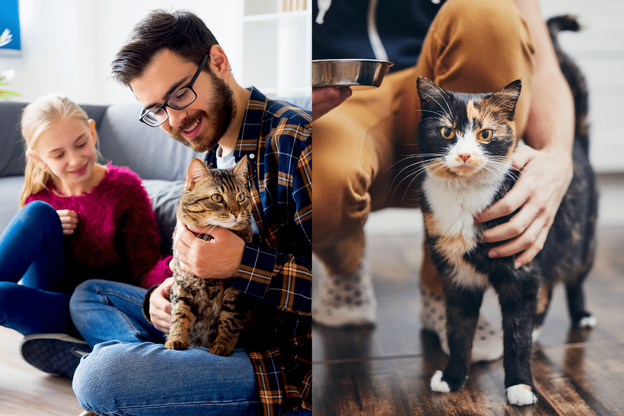 Embracing the Term "Cat Parent" - Two Crazy Cat Ladies