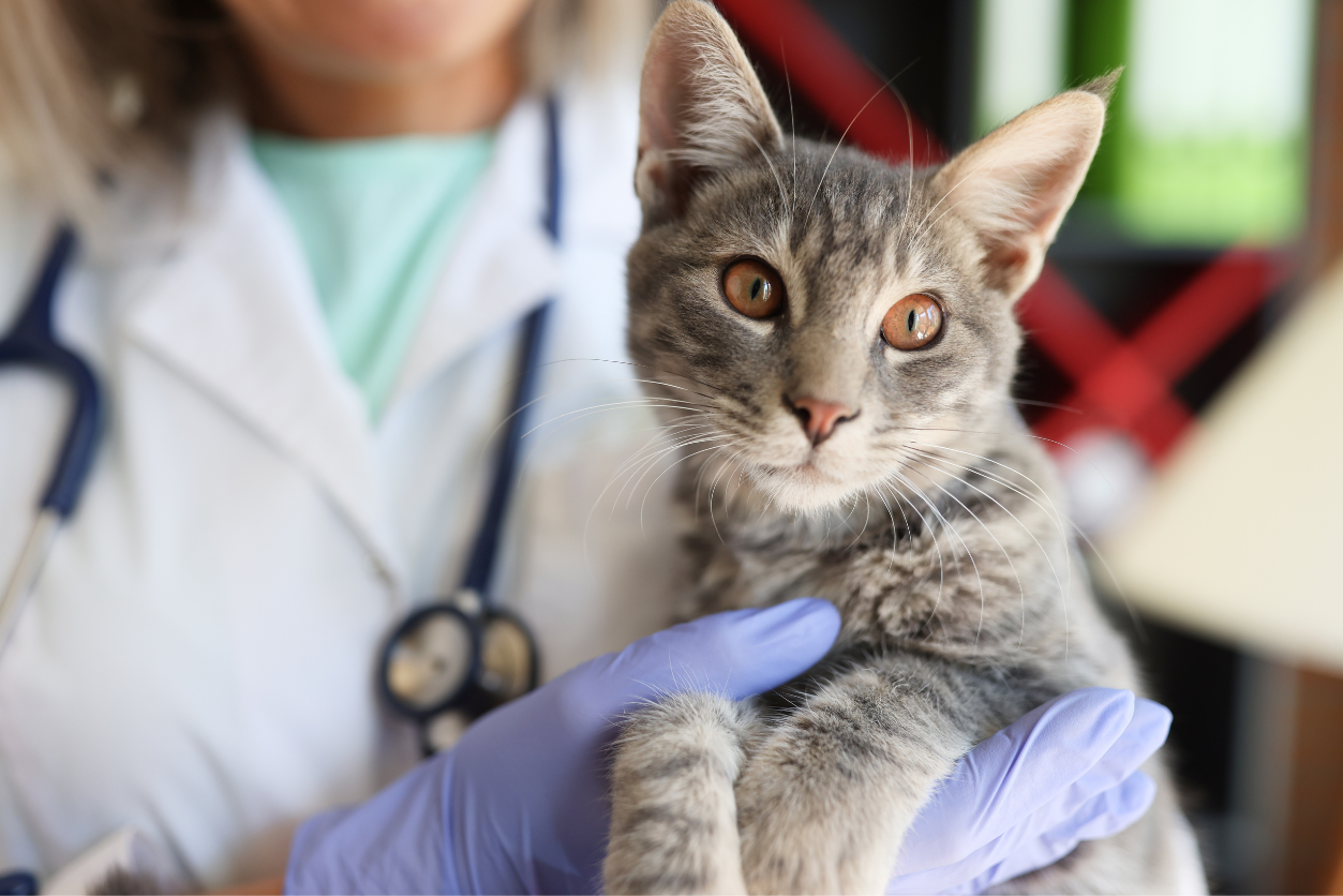 Prepping Your Cat for Anesthesia: 4 Steps to Ensure a Safe Procedure ...