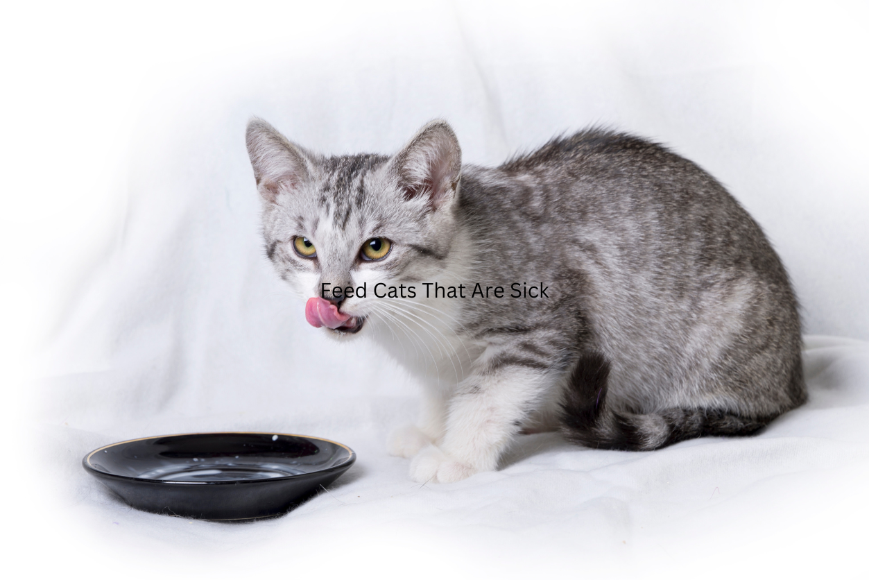 What To Feed Cats That Are Sick And Refusing Foods - Two Crazy Cat Ladies