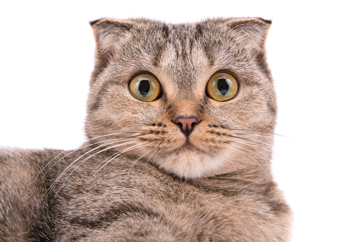Why Do Certain People Freak Out Your Cat? - Two Crazy Cat Ladies