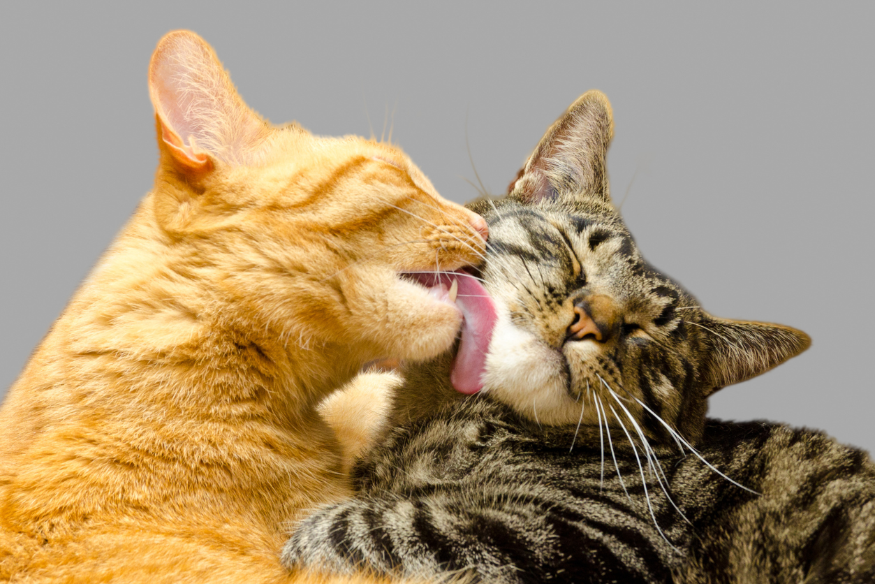 Solutions For Cat Behavior Problems - Two Crazy Cat Ladies