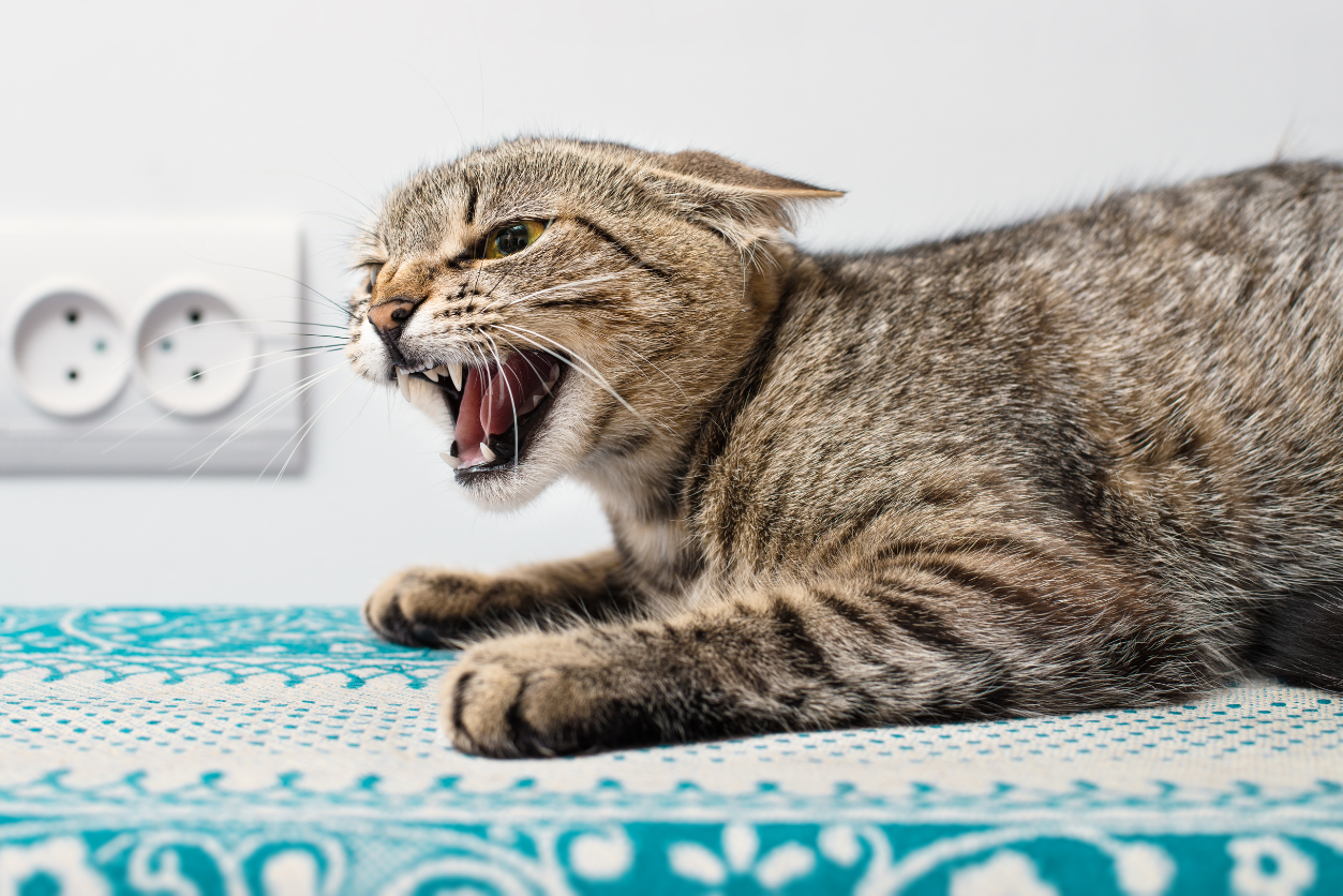Answers For The 7 Most Common Cat Behavior Problems - Two Crazy Cat Ladies