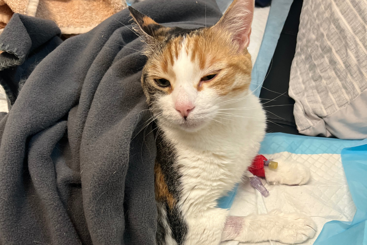 Caring For A Sick Cat - Two Crazy Cat Ladies