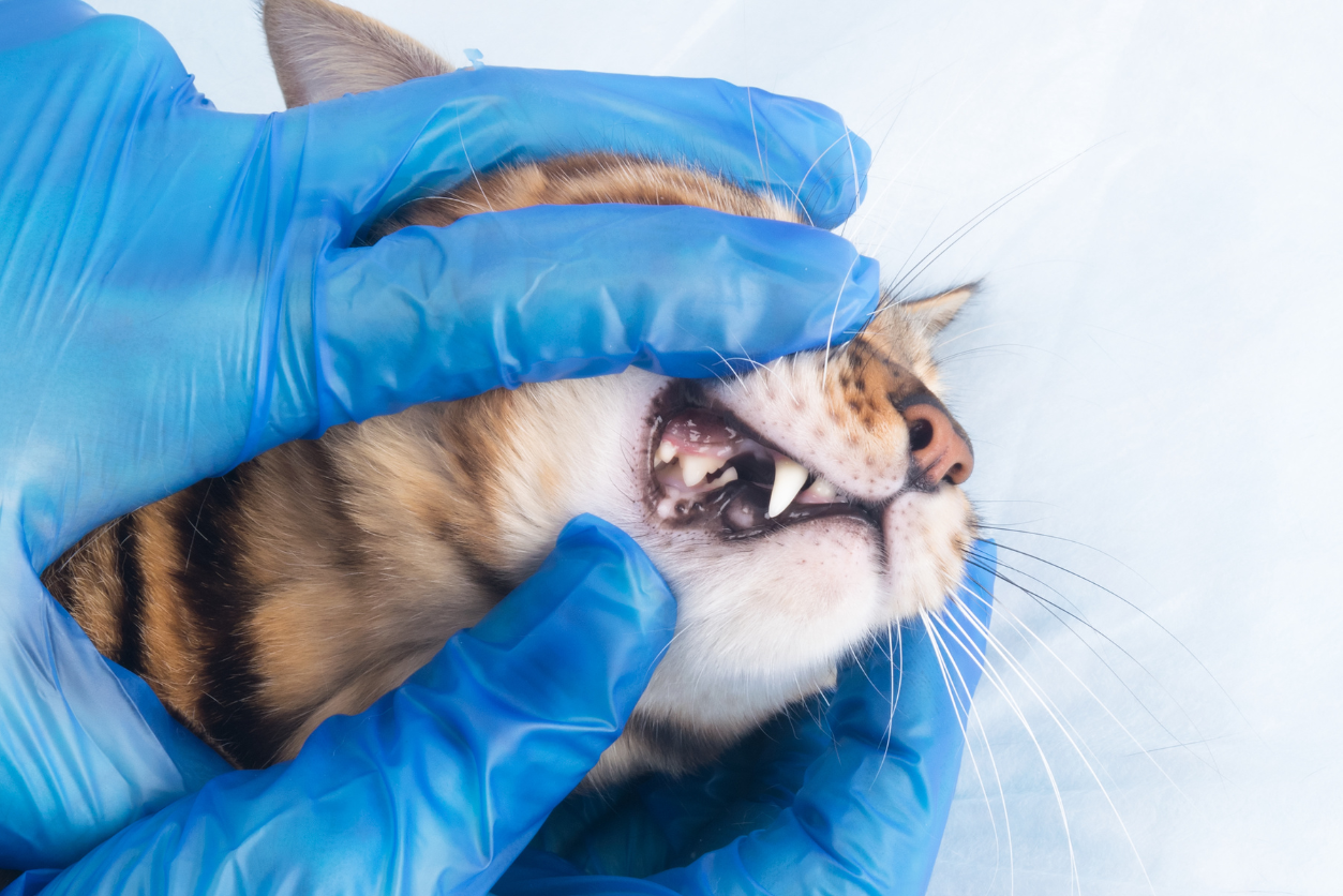 Gingivitis vs Periodontal Disease in Cats: What’s the Difference? - Two ...
