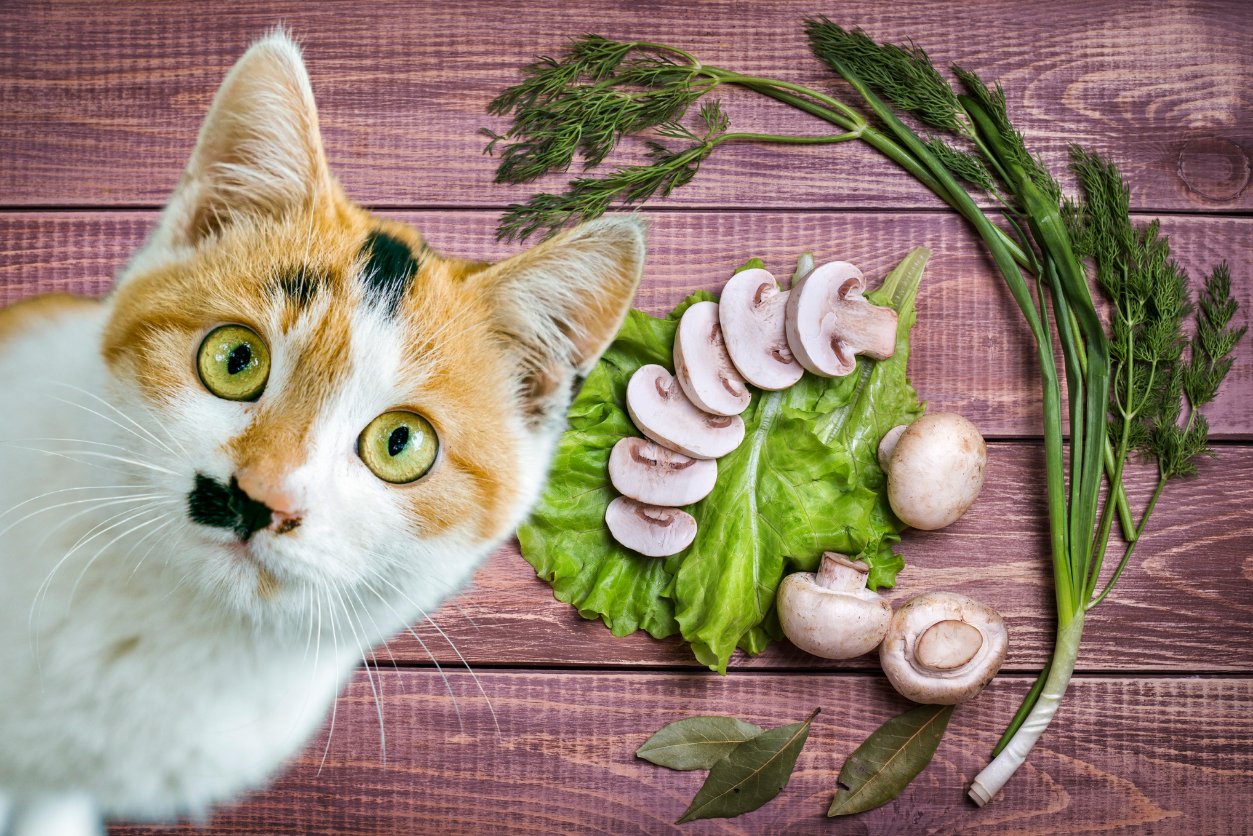 An Intro To Herbs And Mushrooms For Cats - Two Crazy Cat Ladies