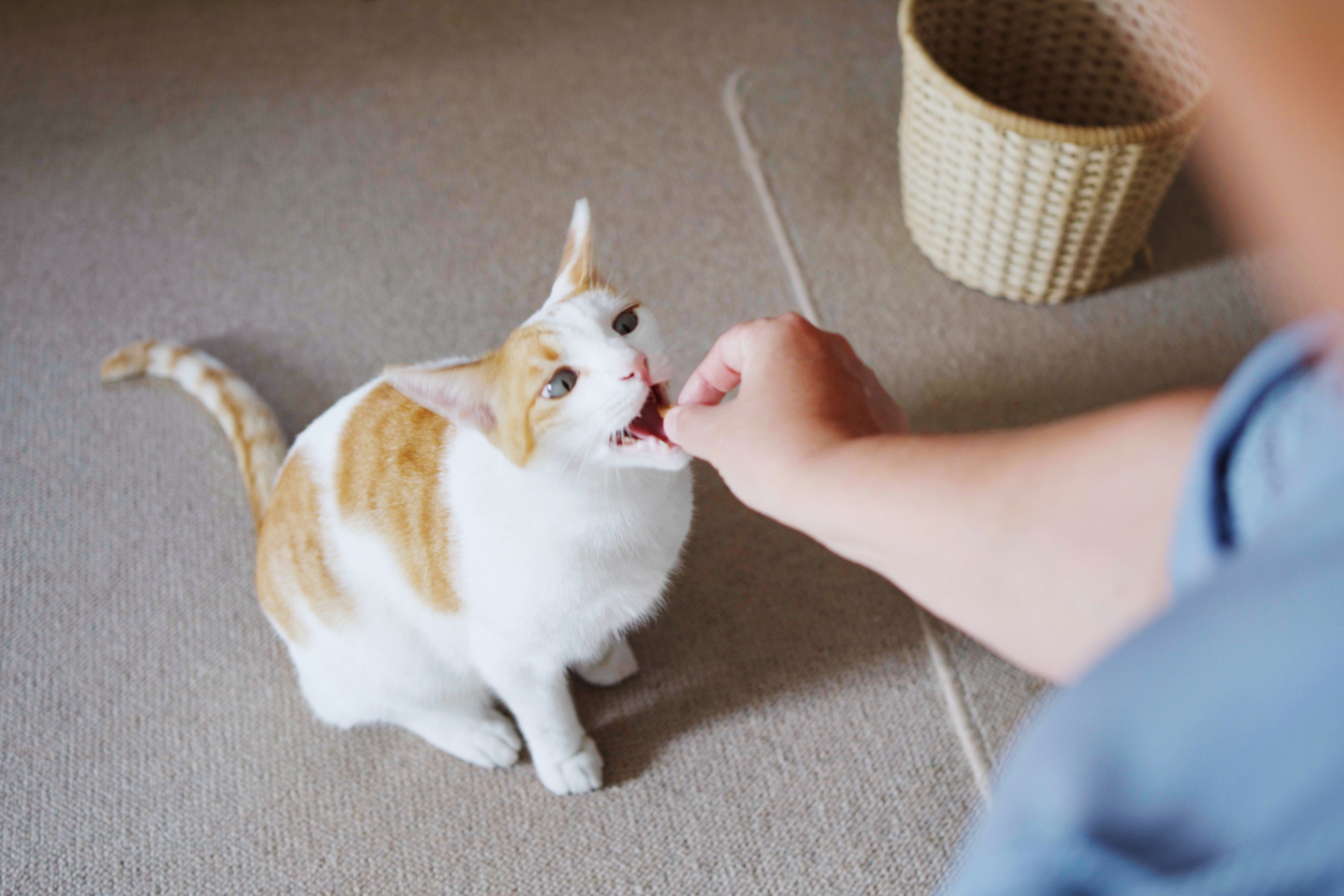 Stem Cell Therapy for Cats - Two Crazy Cat Ladies